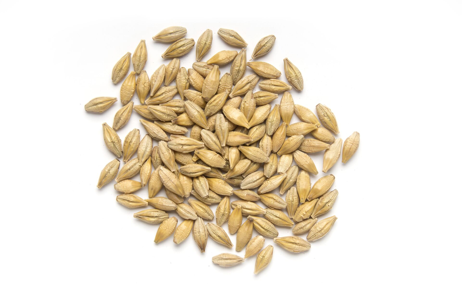 Ječmen setý - Národní zemědělské muzeum, s. p. o.